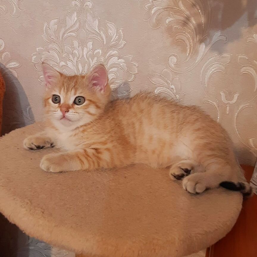 Британский короткошёрстный котёнок