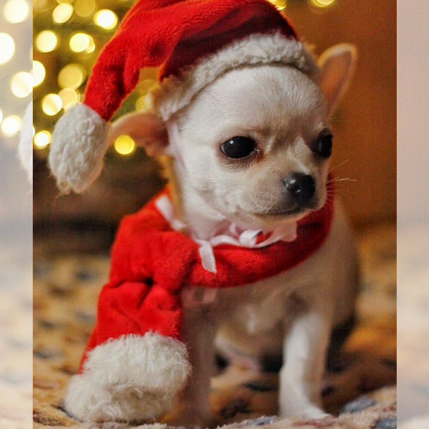 Чихуахуа, щенок