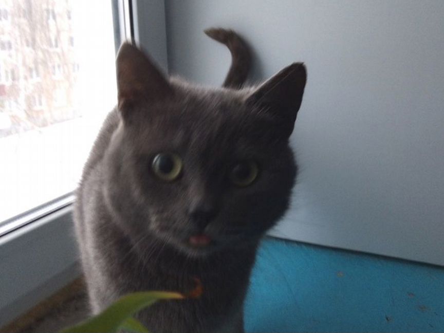 Прекрасная Дымка