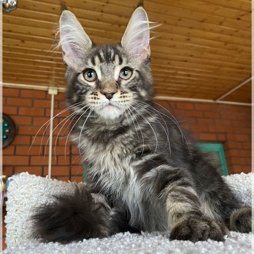 Мейн-кун мальчишка