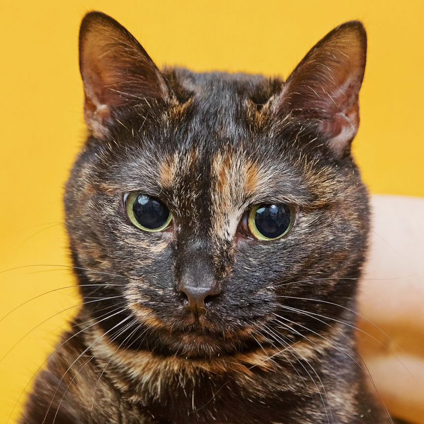 Взрослая кошка в добрые руки