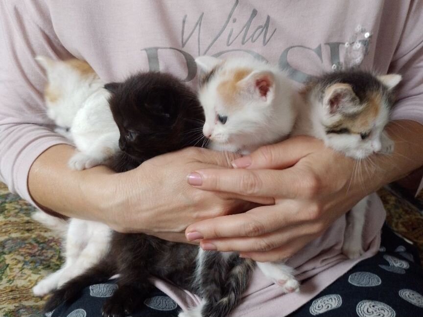 Трехцветные котята в добрые руки