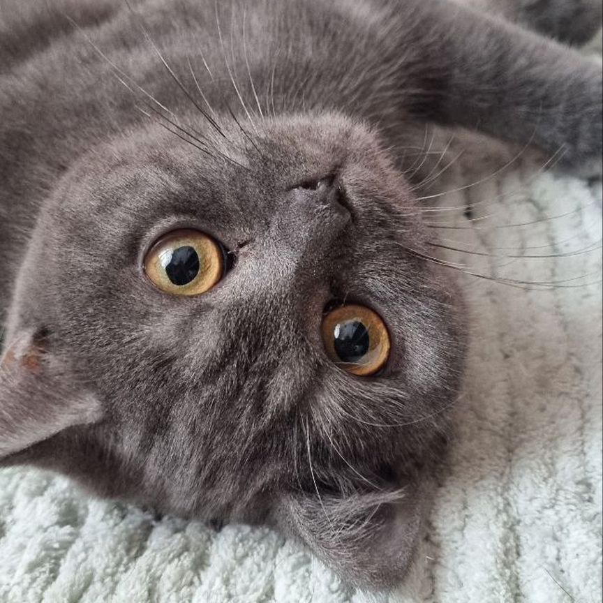 Шотландская прямоухая кошка