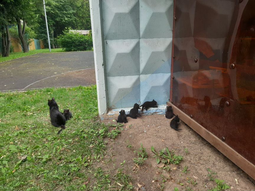 Котята в добрые руки спасите кого-нибудь