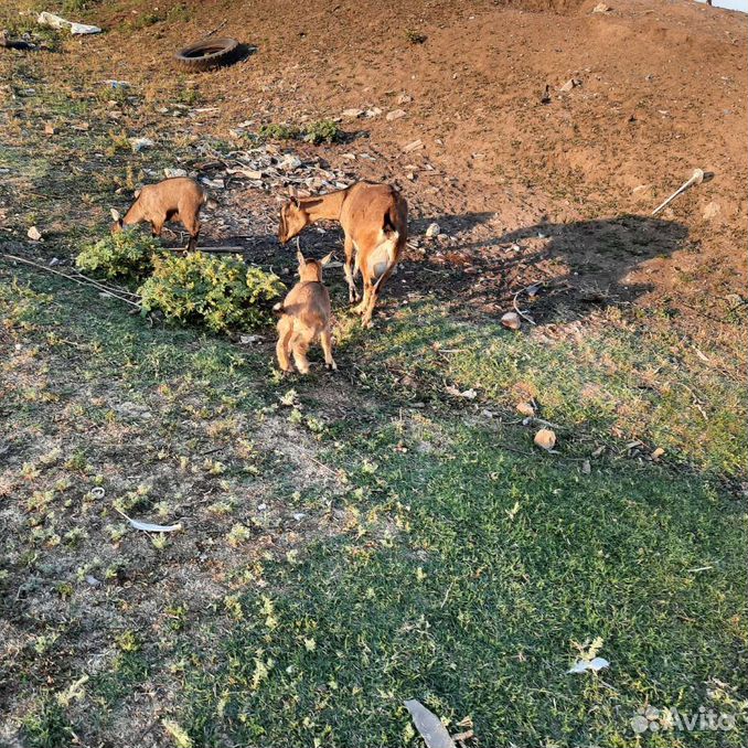 Козы камерлонский с козлятами