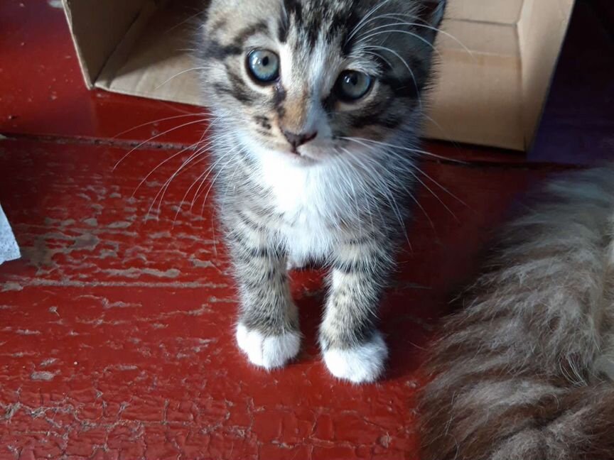 Кошечка -игрулька в очень добрые руки