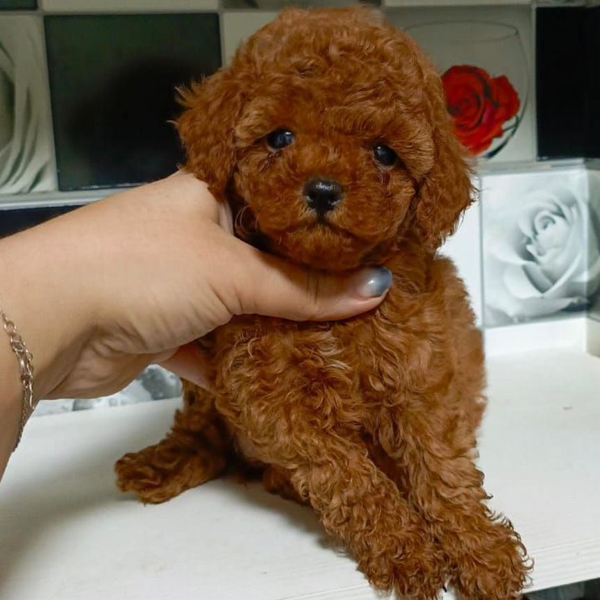 Той-пудель, щенок