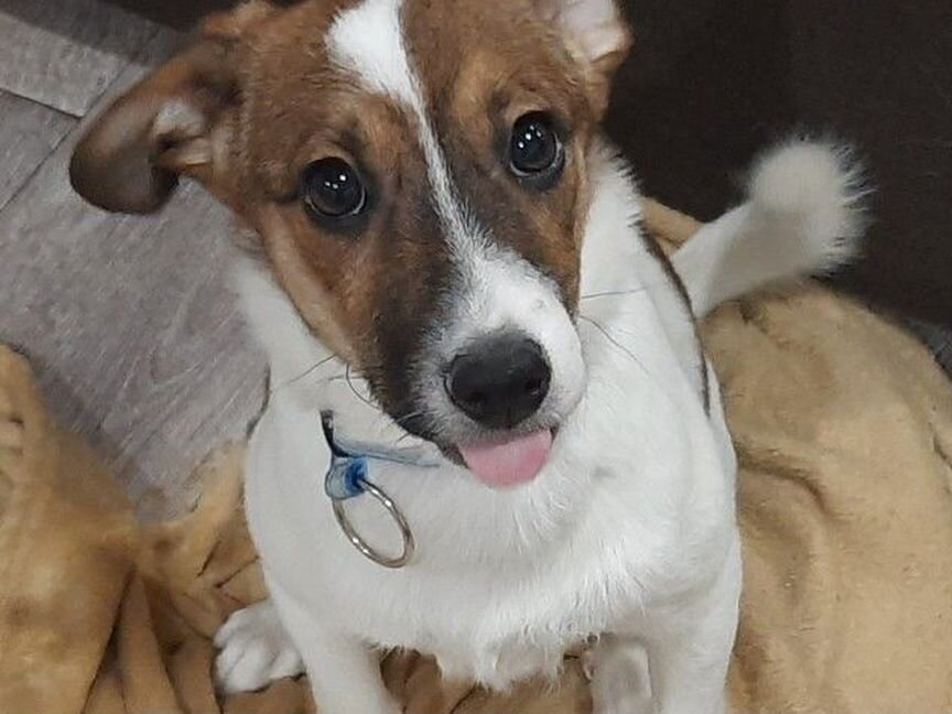 Щенок в добрые руки бесплатно