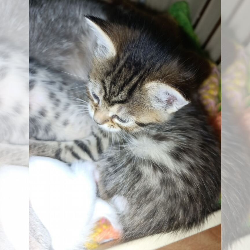 Котёнок в добрые руки