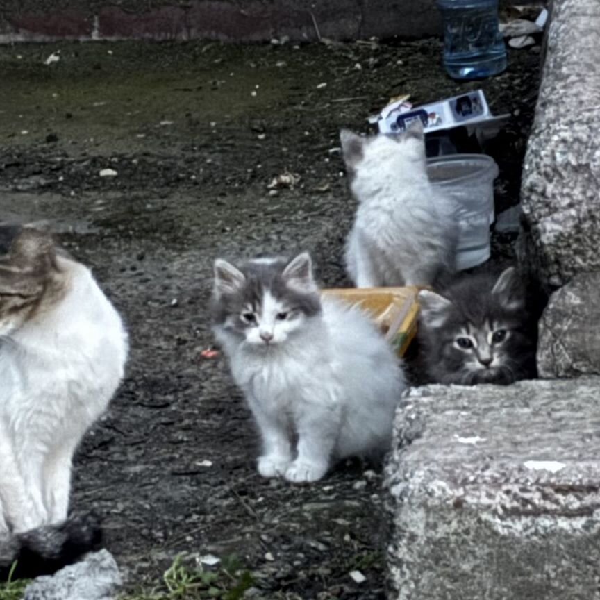 Котята в добрые руки бесплатно