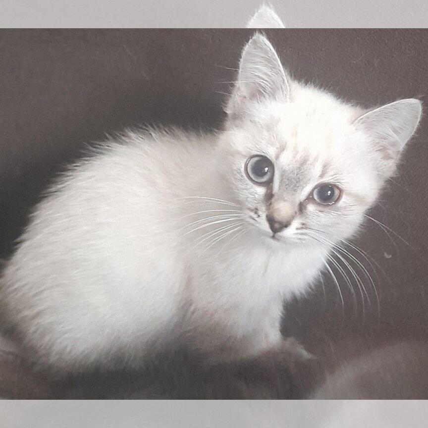 Котёнок от частного владельца