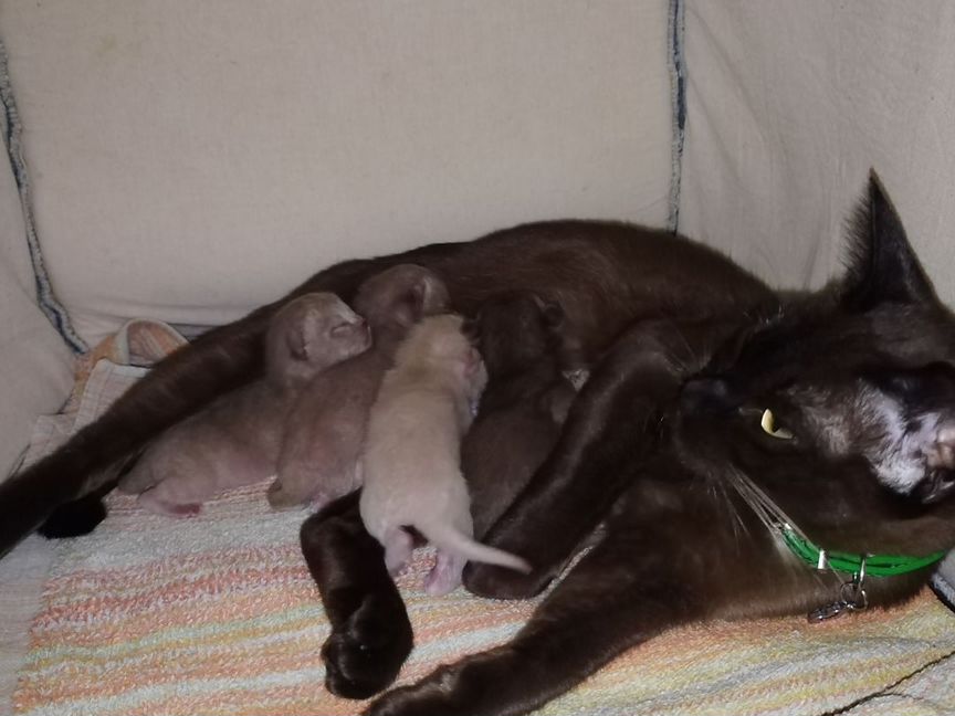 Кошки породистые бурманские