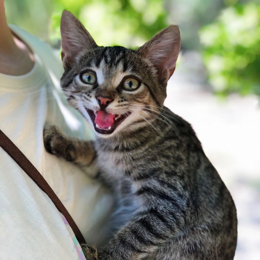 Котенок Лемур в добрые руки