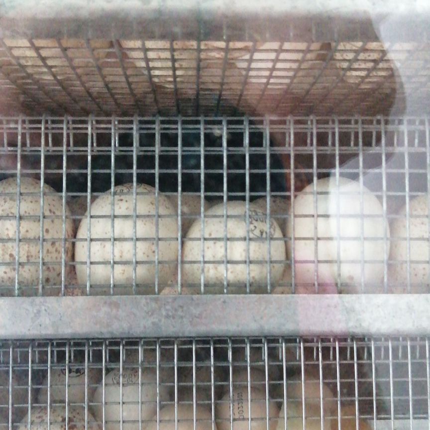 Индюк канада