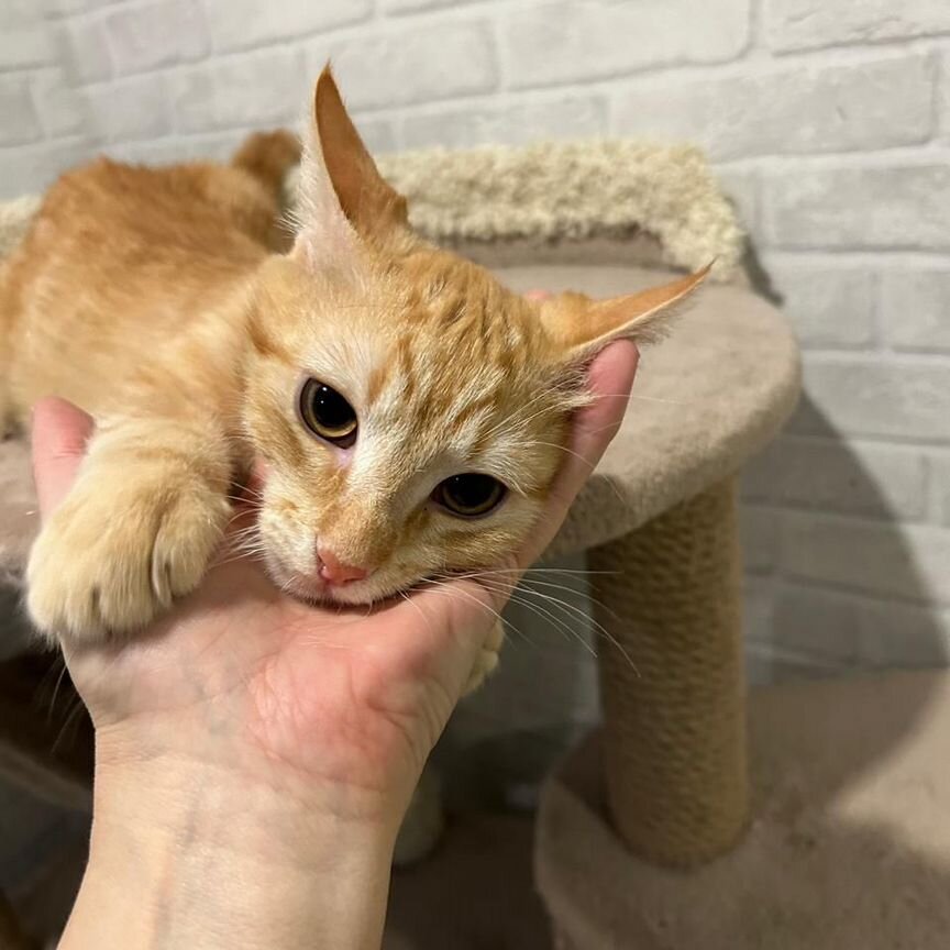 Ласковый рыжик в добрые руки