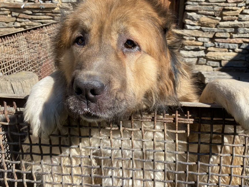 Кавказская овчарка в добрые руки