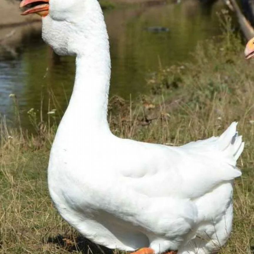 Гуси холмогоры продам