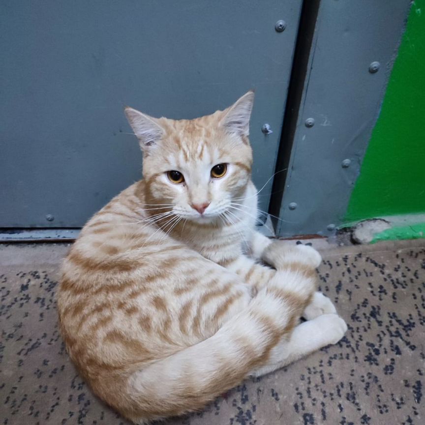 Найден рыжий кот