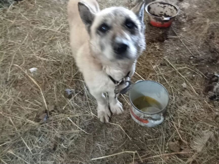 Пришел к людям старенький песик