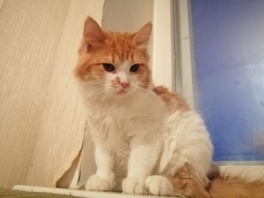 Ласковый игривый котёнок Пломбирчик