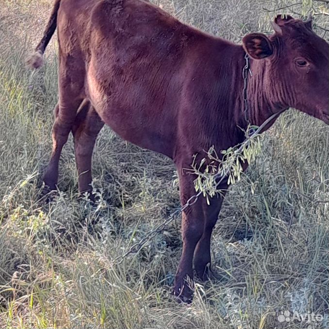 Продажа быка и тёлки