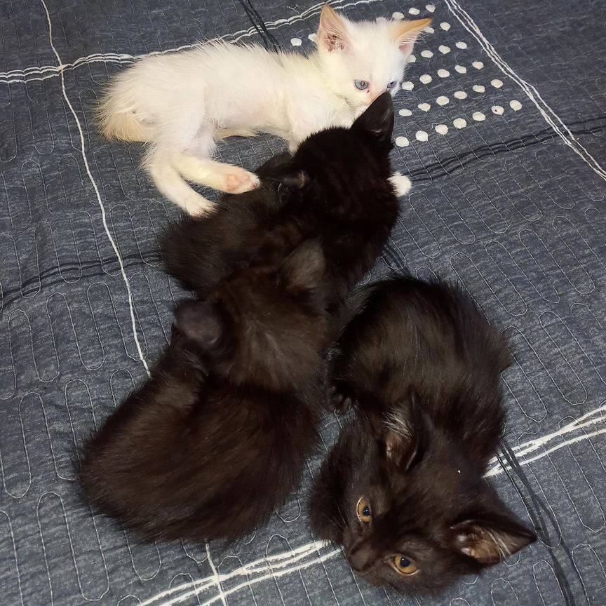 Котёнок в добрые руки