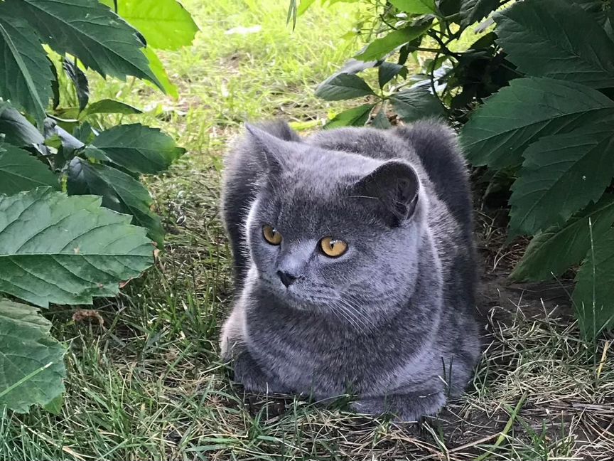 Британская