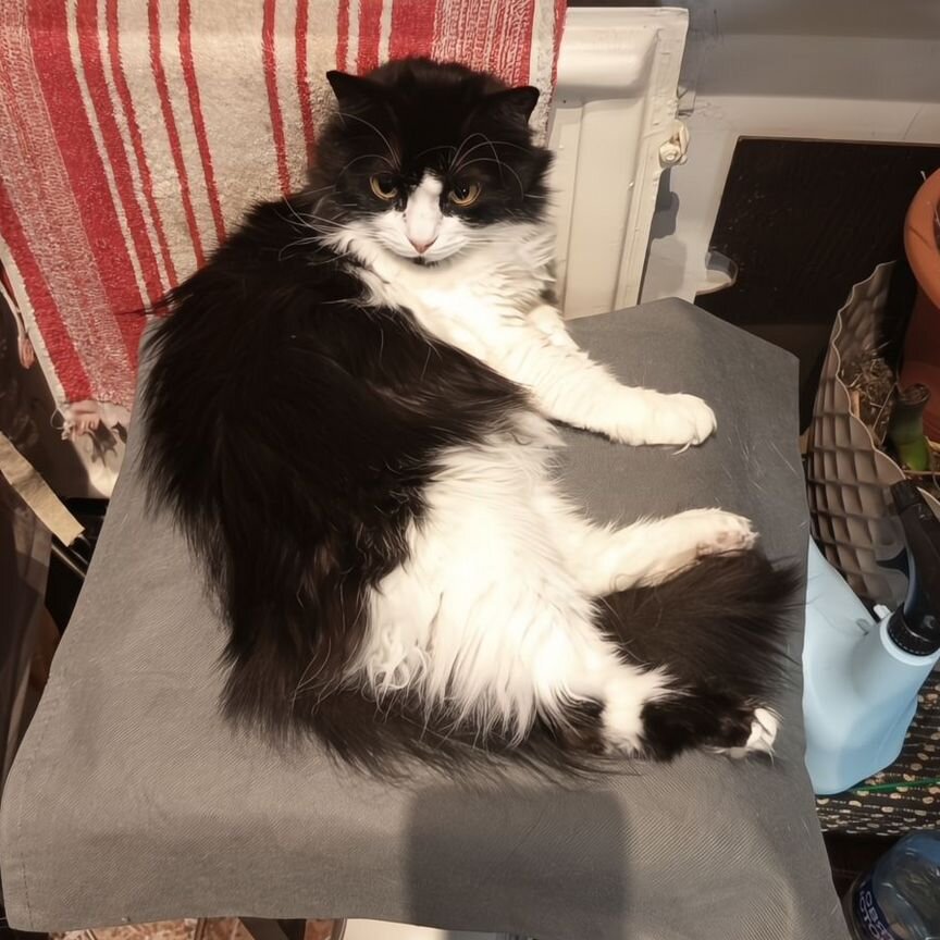 Взрослая, Девочка кошка в добрые руки