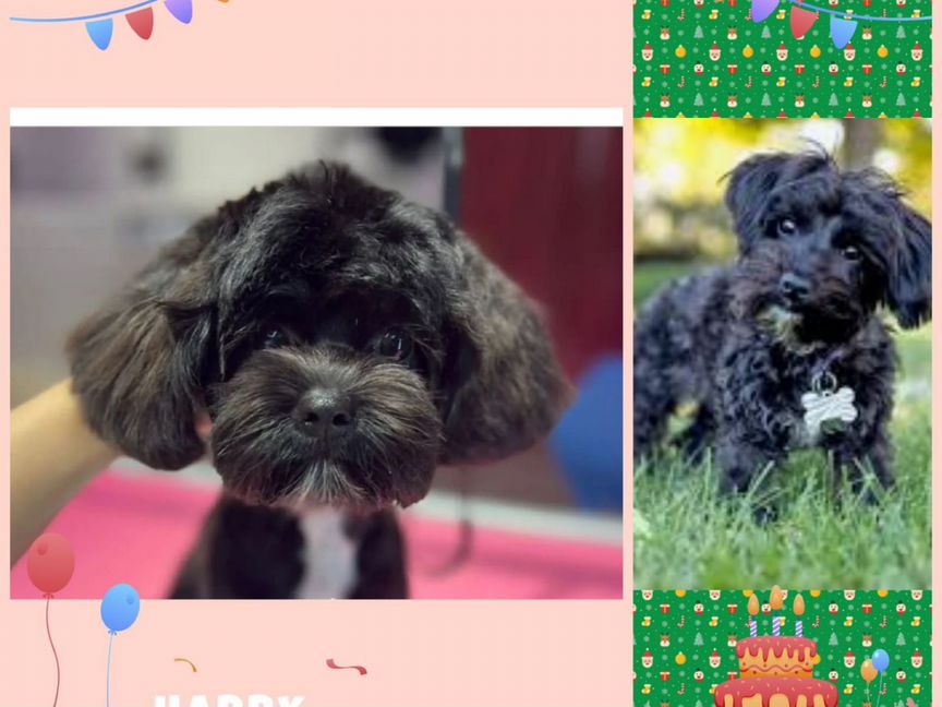 Черный красавчик