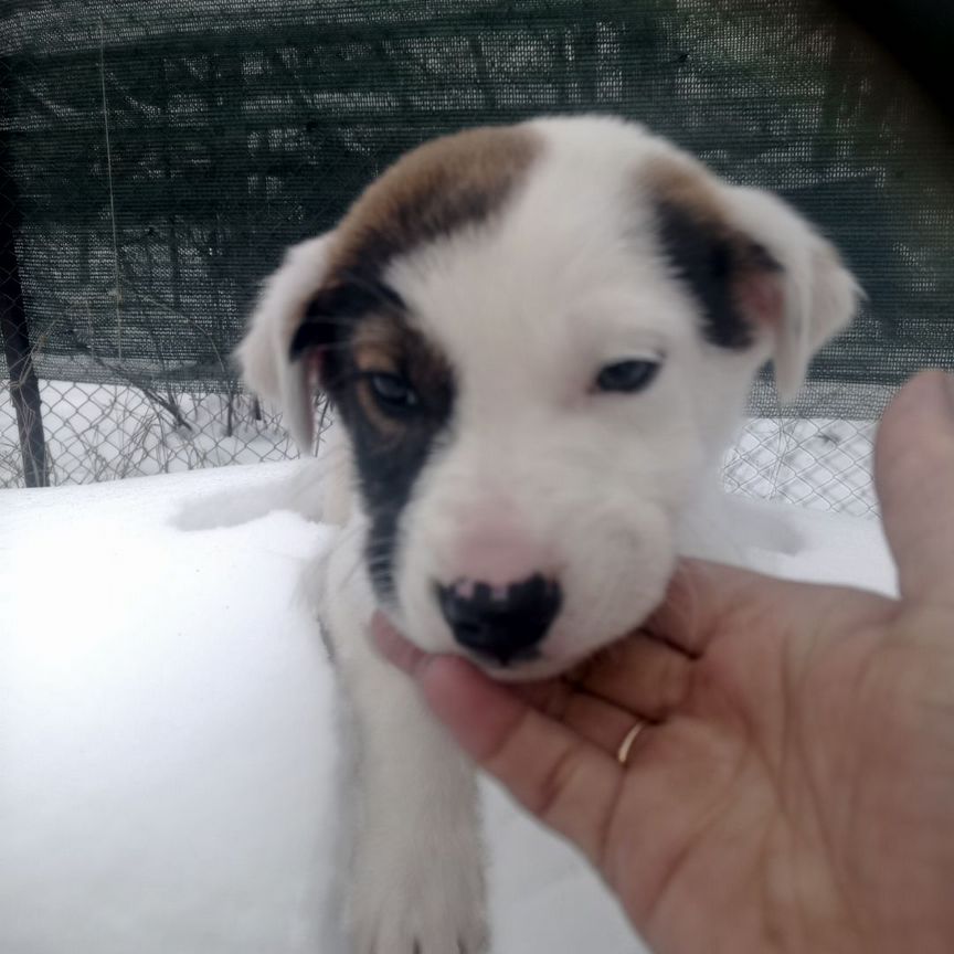 Щенок в добрые руки