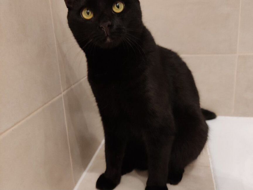 Кошечка ищет ответственных хозяев