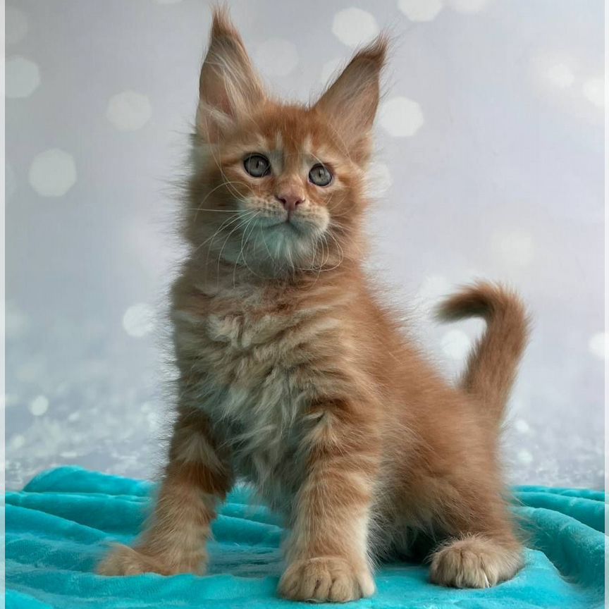 Мейн-кун котёнок