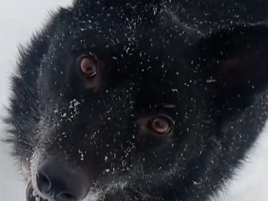 Алиса очень ждет свою семью