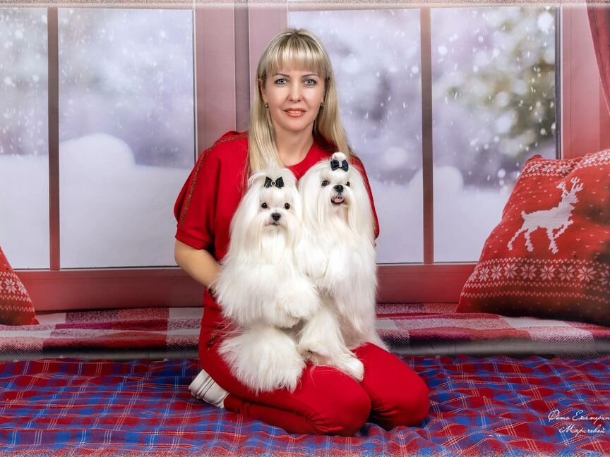 Болонки мальтезе РКФ