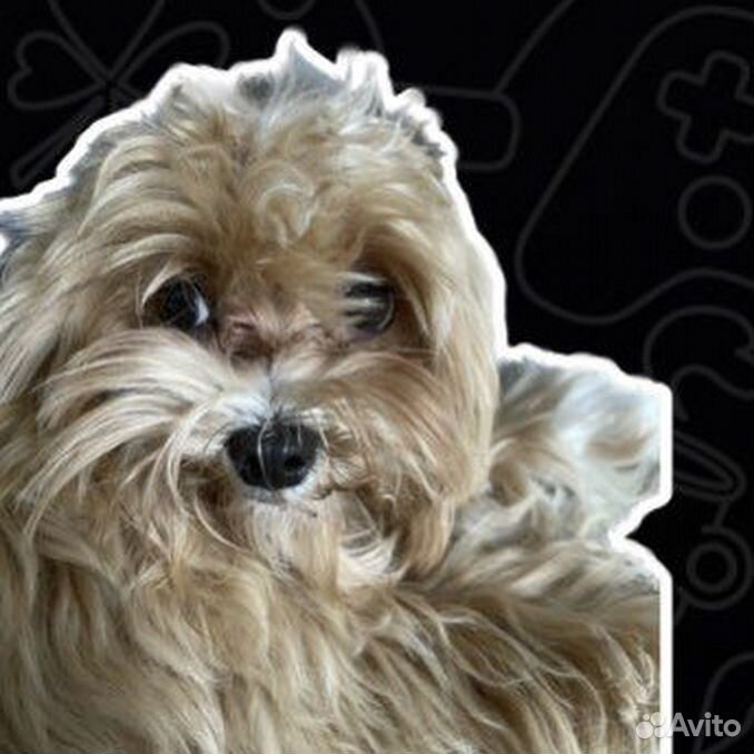 Суходрист артур