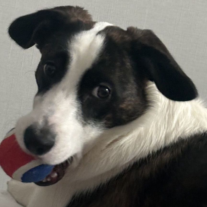 Вельш Корги Кардиган, щенок