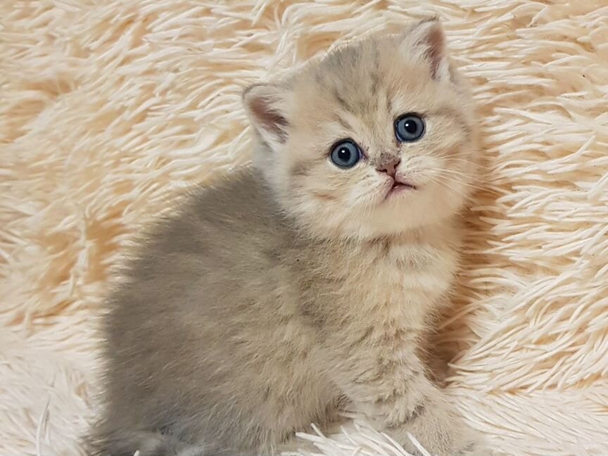 Шотландский котенок