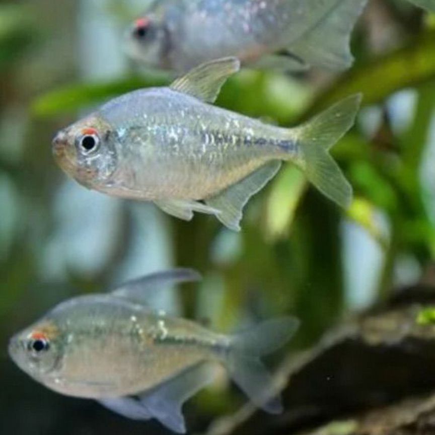 Рыба бриллиантовая тетра