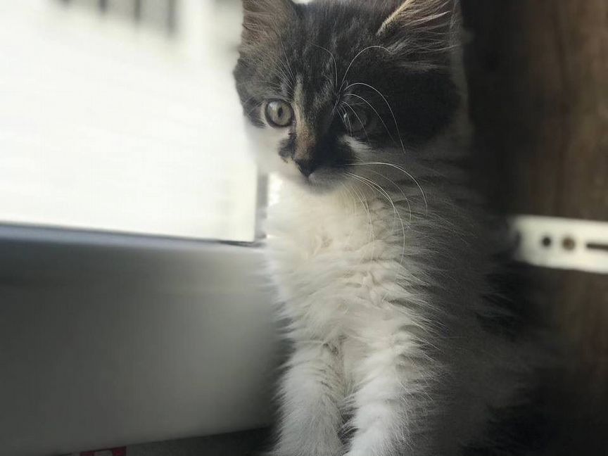 Котята бесплатно