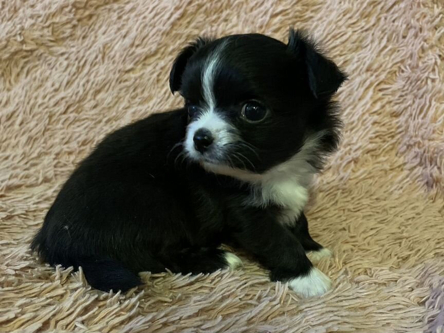 Продам чихуахуа щенки