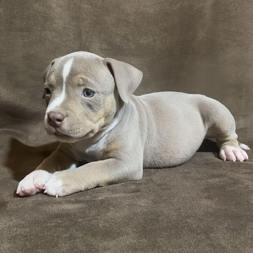 Американский булли, щенок