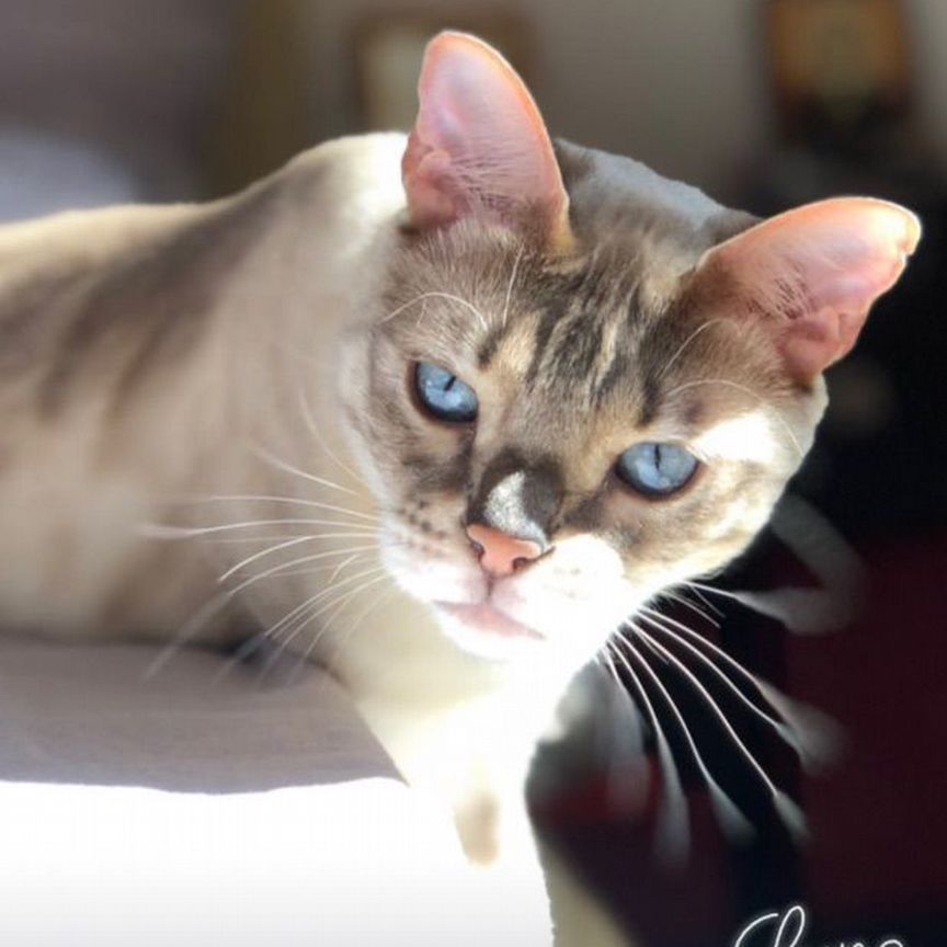 Bengal