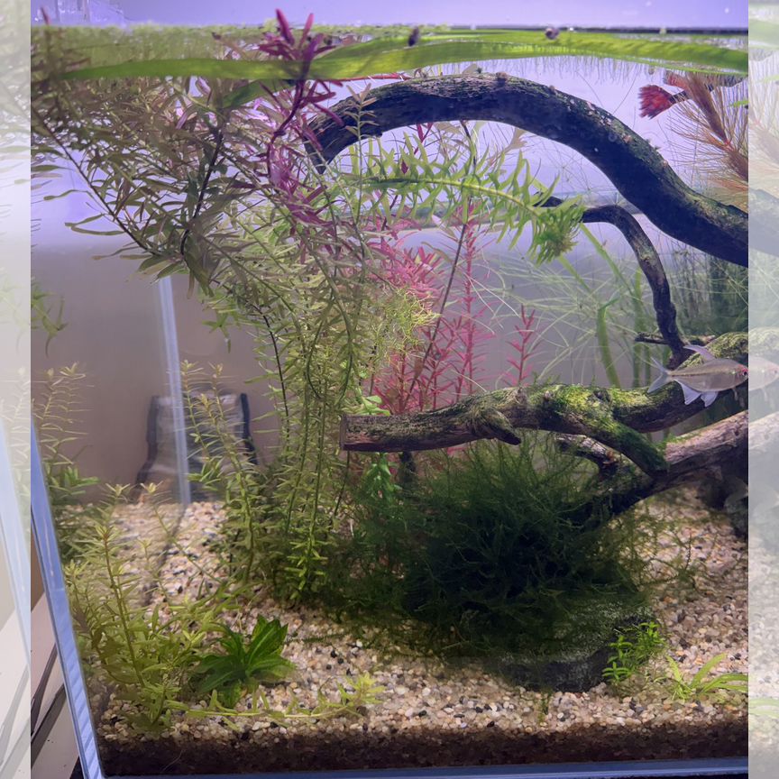 Аквариумные растения прополка