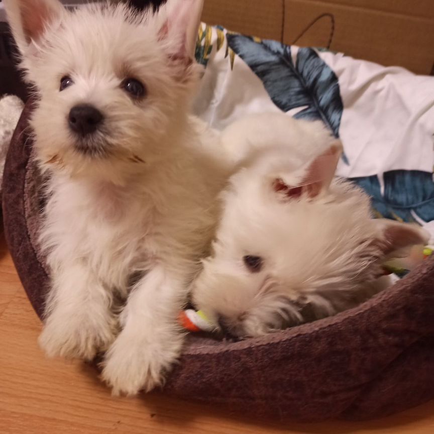 Девчонки вестики