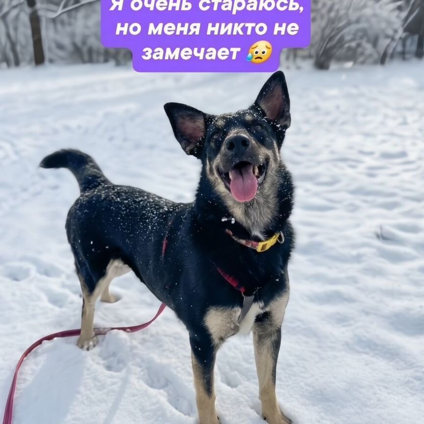 Взрослая собака в добрые руки