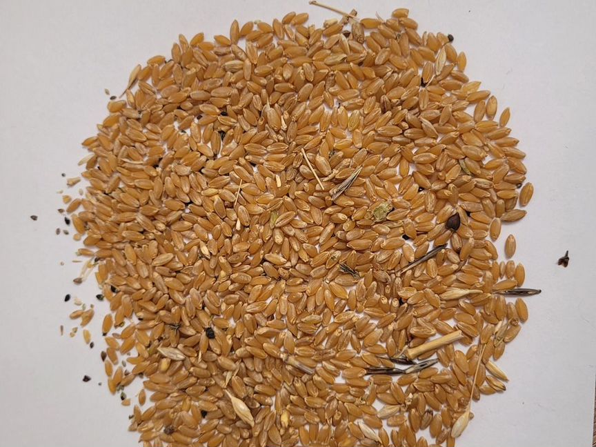 Пшеница твердая