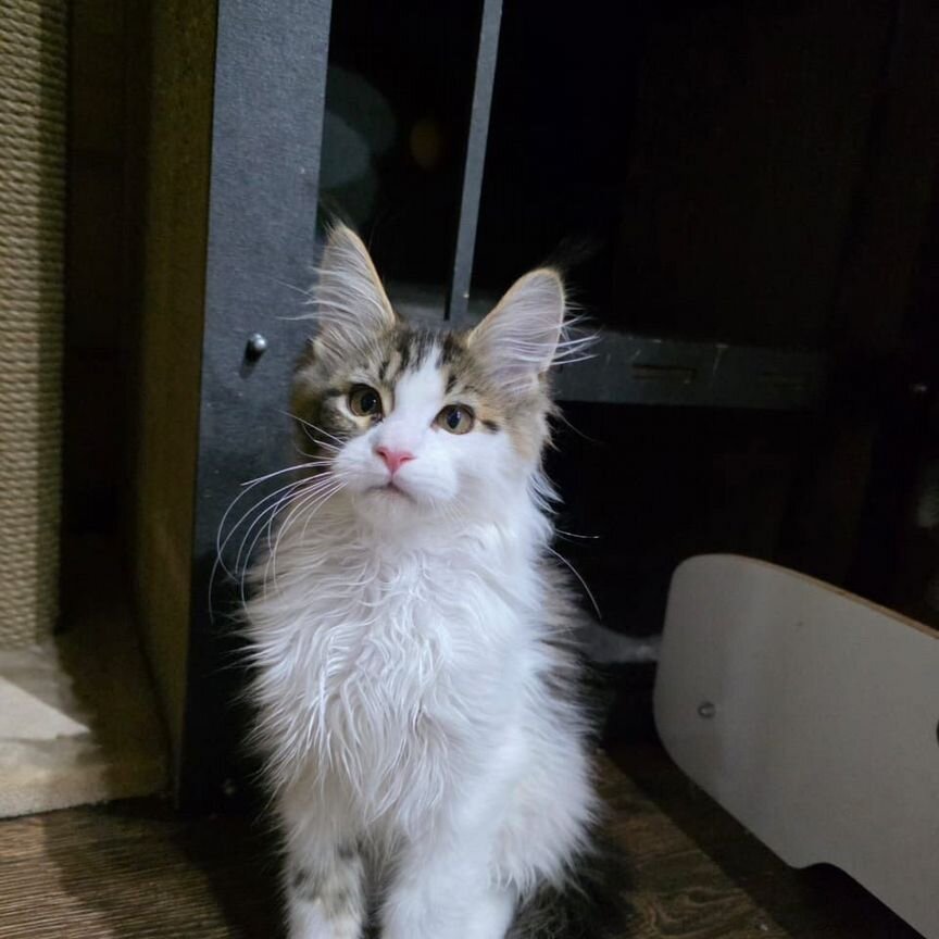 Мейн-кун котенок крупный