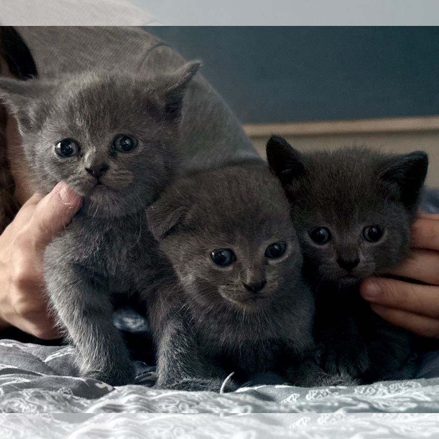 Котята британские вислоухие