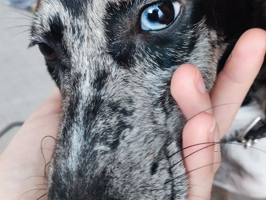 Мраморная такса