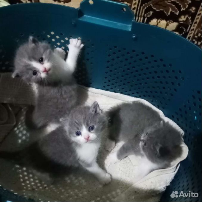 Отдам в добрые руки кошечек от веслоухого кота